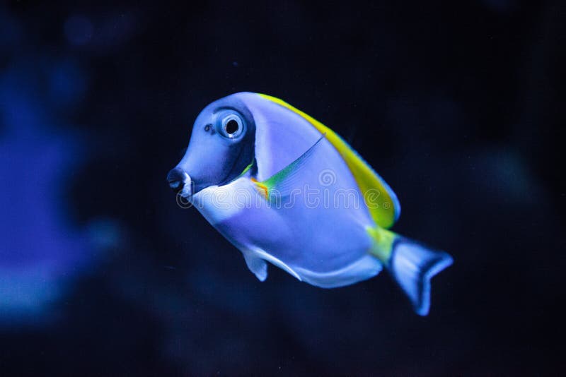 Leucosternon Powderblue Do Acanthurus Dos Peixes Da Espiga Foto de ...