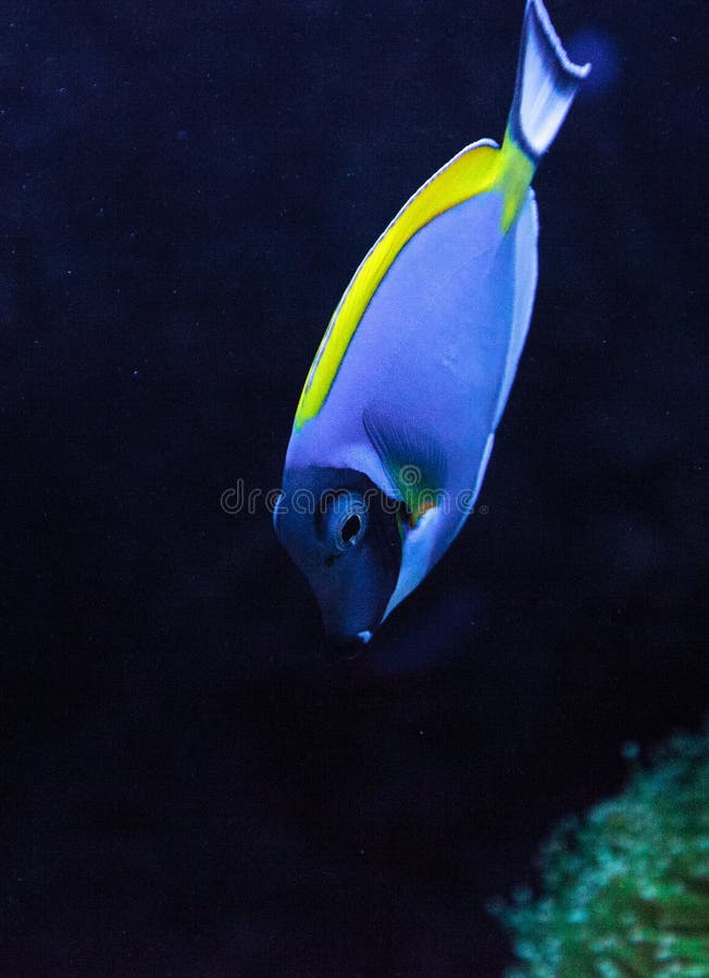 Leucosternon Powderblue Do Acanthurus Dos Peixes Da Espiga Imagem de ...
