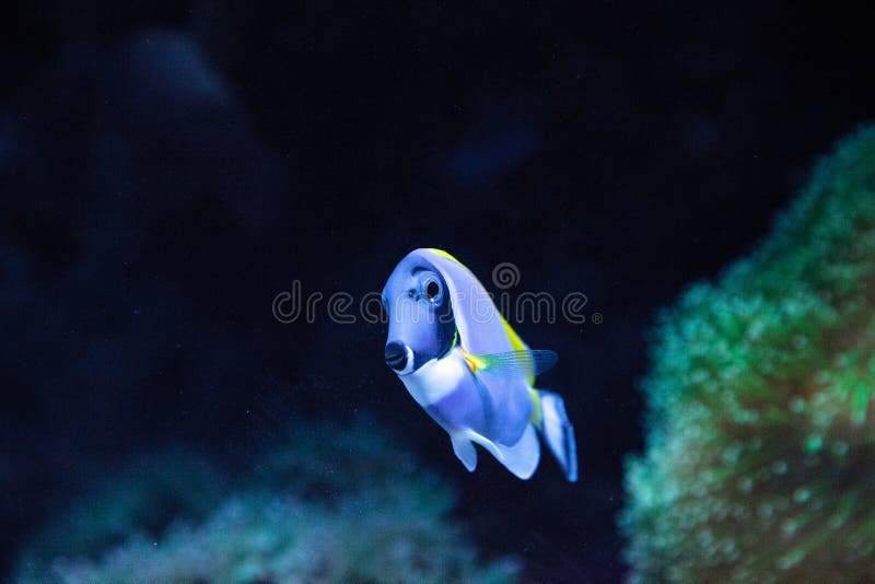 Leucosternon Powderblue Do Acanthurus Dos Peixes Da Espiga Imagem de ...
