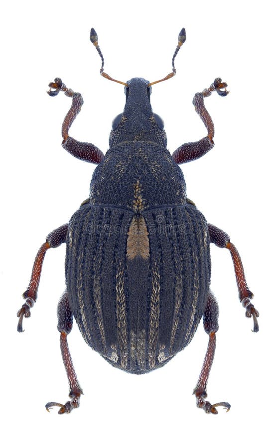 Leucostigma De Rhinoncus Del Escarabajo Imagen de archivo - Imagen de ...