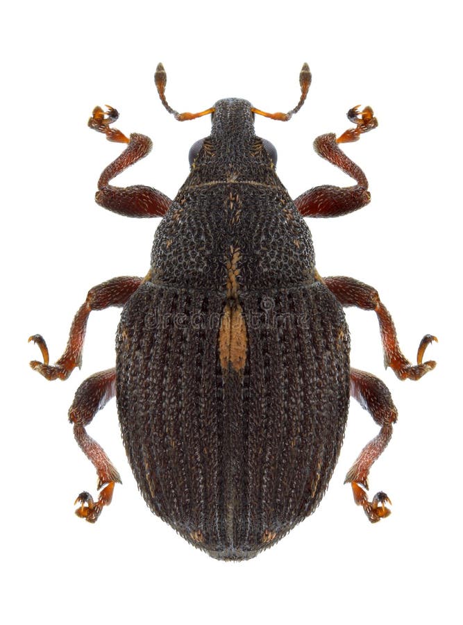Perpendicularis De Rhinoncus Del Escarabajo Foto de archivo - Imagen de ...