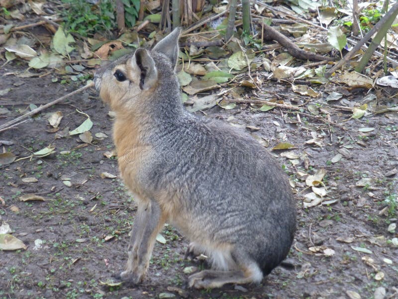 Leuke dierlijke babyeend stock foto. Afbeelding bestaande uit eend ...