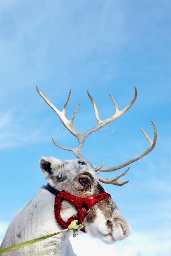 Leuk rendier stock afbeelding. Image of kersttijd, elanden - 24309249