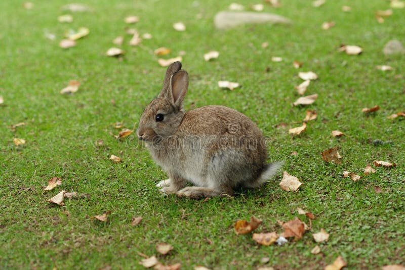 Leuk wild konijn stock foto. Image of konijntje, katoenstaartkonijn ...