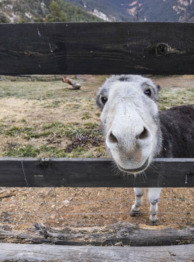 Ezel Met Een Grappige Uitdrukking. Stock Foto - Image of landelijk ...