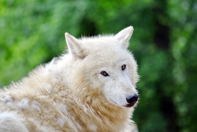 White Arctic Wolf Sitting Closeup Stock Foto - Image of achtergrond ...
