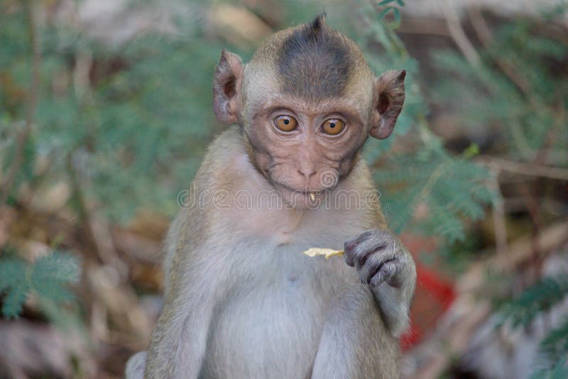 Leuke apen stock afbeelding. Image of tempel, heet, primaat - 64643971