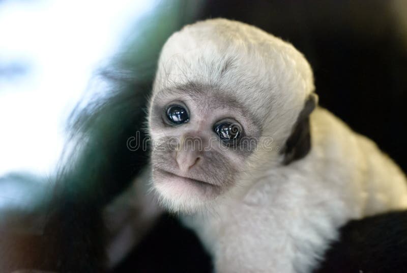 Leuke Baby Zwart-witte Aap Colobus Stock Foto - Image of grazen, dier: 21374748