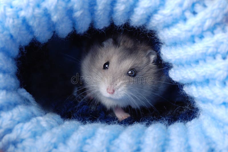 Leuke hamster stock foto. Image of huis, bruin, roze - 37574530