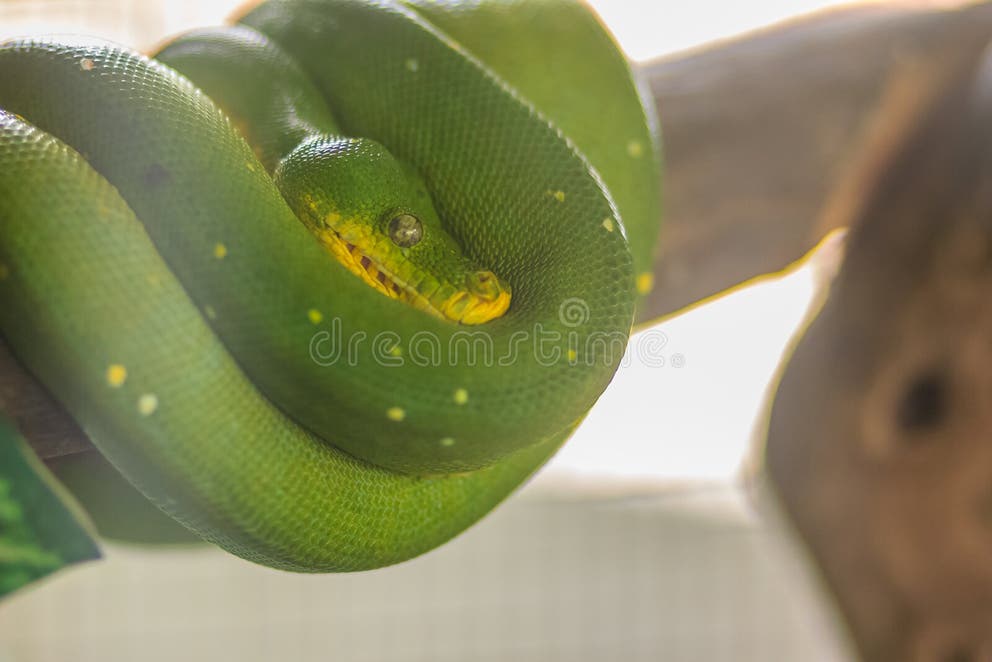 Leuke Groene Boompython (viridis Van Morelia), Species Van Pythonna ...