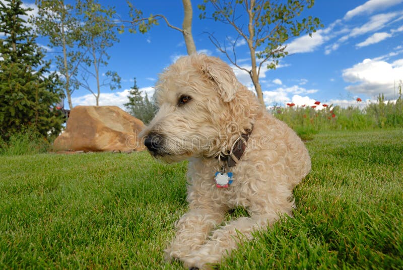 Leuke hond in weide stock foto. Image of bomen, beschermer - 3528708