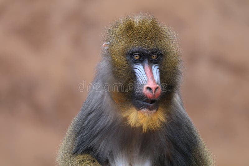 Mandrill stock foto. Image of afrika, kleurrijk, mandrillen - 49100354