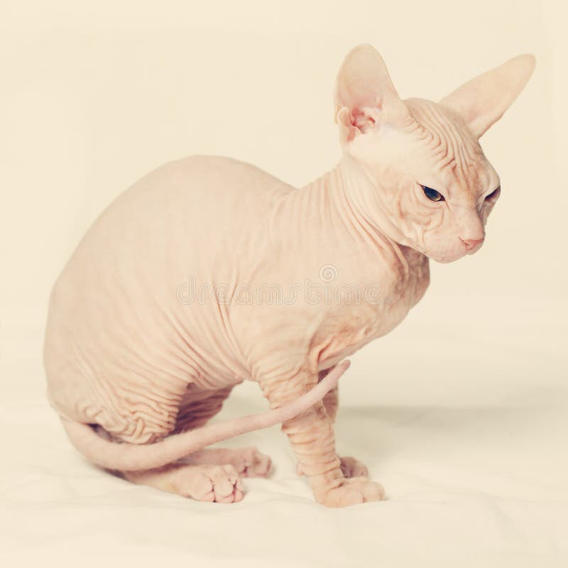 Leuk Kaal Katje Sphynx Op Bruine Stoel Stock Afbeelding - Image of leuk ...