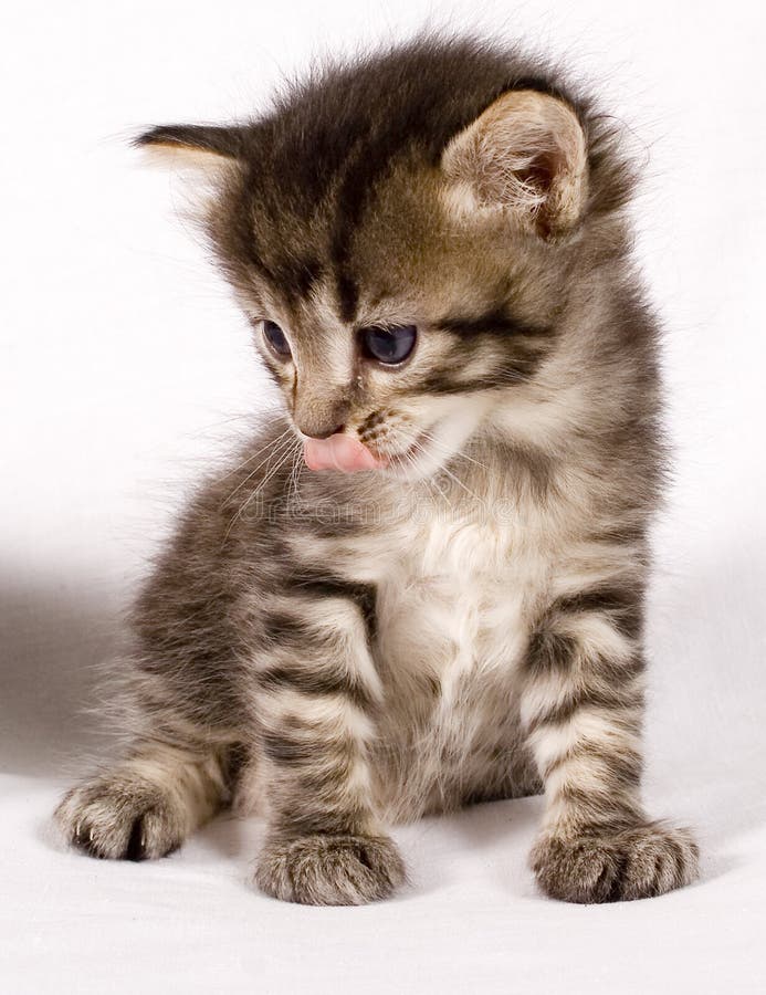 Leuke katten stock afbeelding. Image of weinig, katjes - 2507083