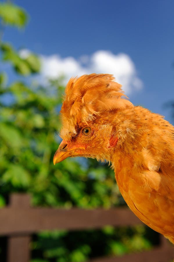 Leuke Kip Met Rode Kuif in Openlucht Stock Foto - Image of landelijk ...