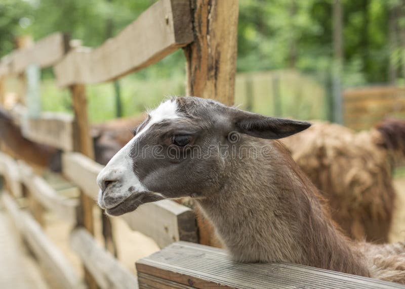 Grappige Lama stock afbeelding. Afbeelding bestaande uit achtergrond ...