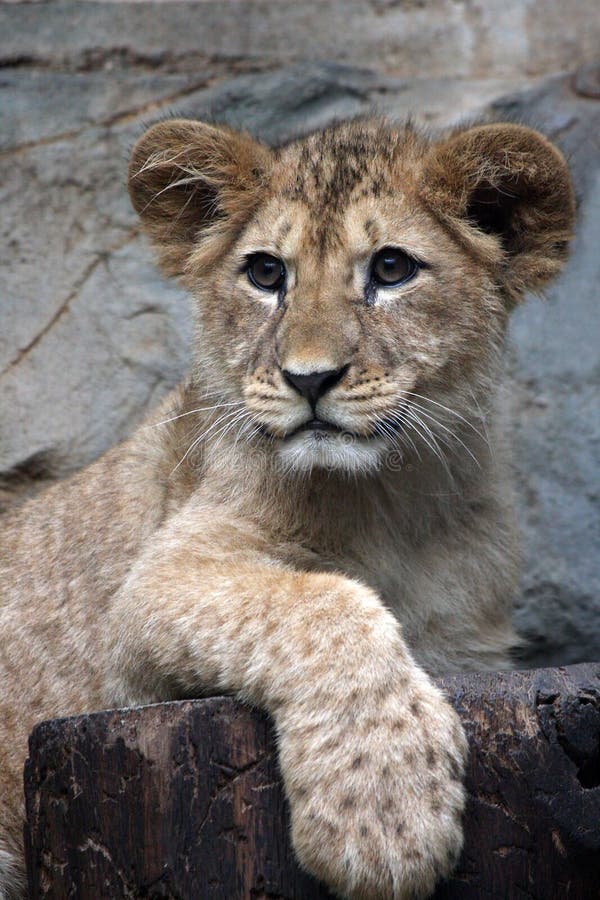 Lionet stock afbeelding. Image of dierentuin, bank, leugen - 115304443