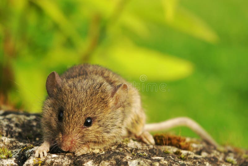 Leuke Muis Die Omhoog Beklimt Stock Afbeelding - Image of parasitisch ...