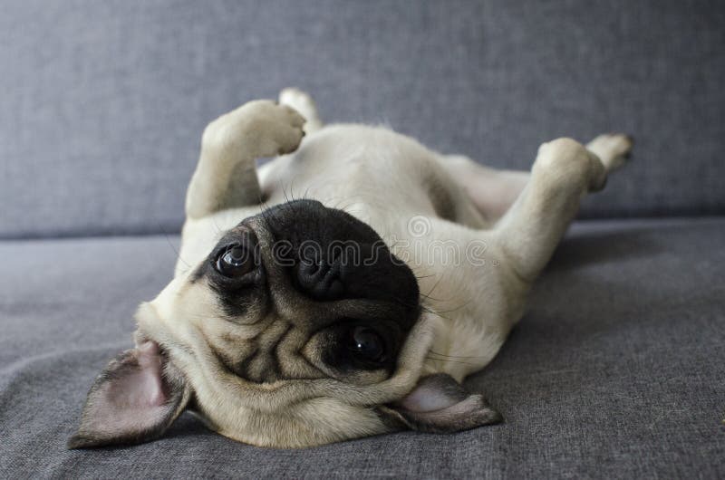 Grappige Pug Hond Met Mensenhanden Die Op Telefoon Spreken Stock Foto ...