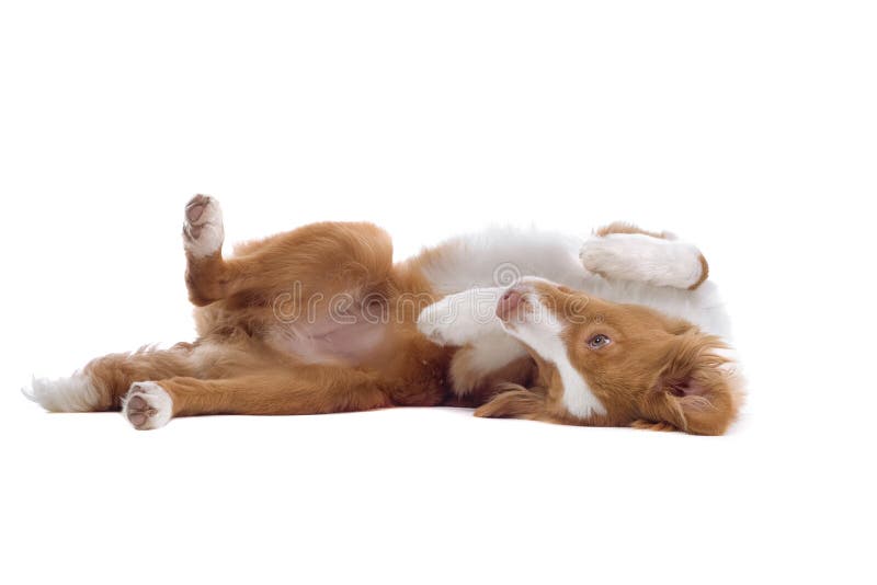 Leuke Puppyhond Die Op Rug Ligt Stock Foto - Afbeelding bestaande uit ...