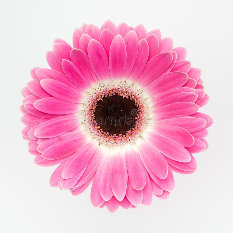 Leuke Rode Bloem Op Witte Achtergrond Stock Afbeelding - Image of flora ...