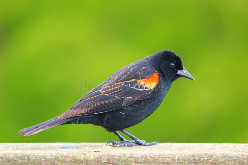 Schattige Roodvleugelspreeuw Stock Foto - Image of avond, aardig: 88300814