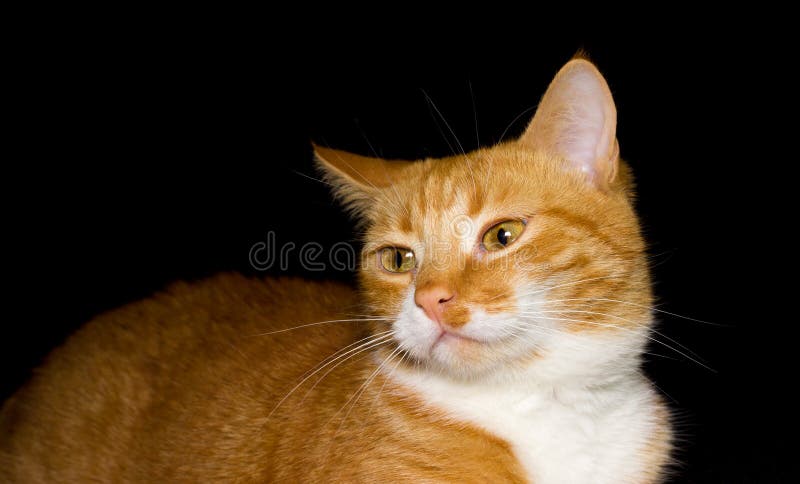 Leuke Rode Kat, Zwarte Achtergrond Stock Foto - Image of dier, coon ...