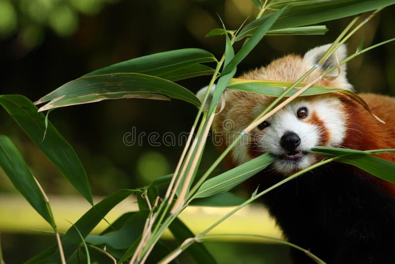 Leuke rode panda stock afbeelding. Image of hoogland - 10594079