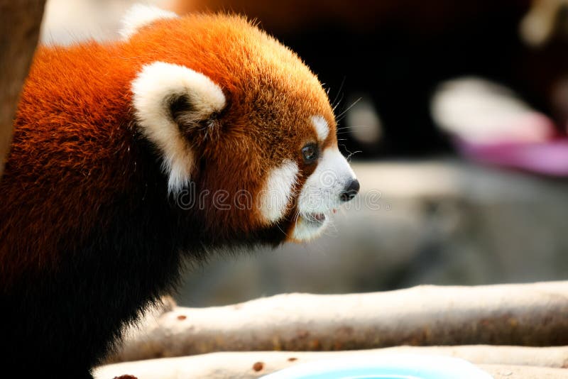 Rode panda pluizige staart stock afbeelding. Image of achter - 61077859