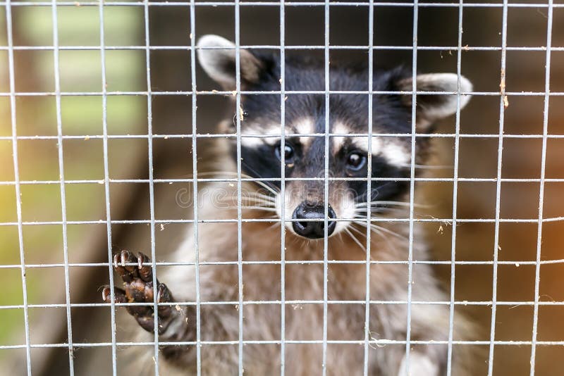 Leuke Wasbeer Achter De Bars Droevig Gezicht Stock Foto - Image of ogen ...