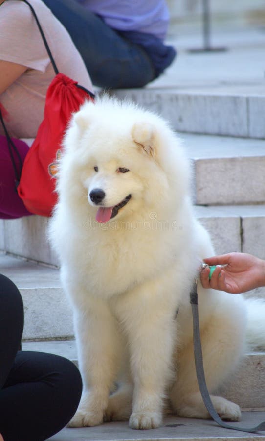 Leuke witte hond stock afbeelding. Image of aanhankelijkheid - 73537827