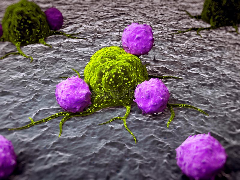 Leukocyt Som Anfaller En Cancercell Stock Illustrationer - Illustration ...