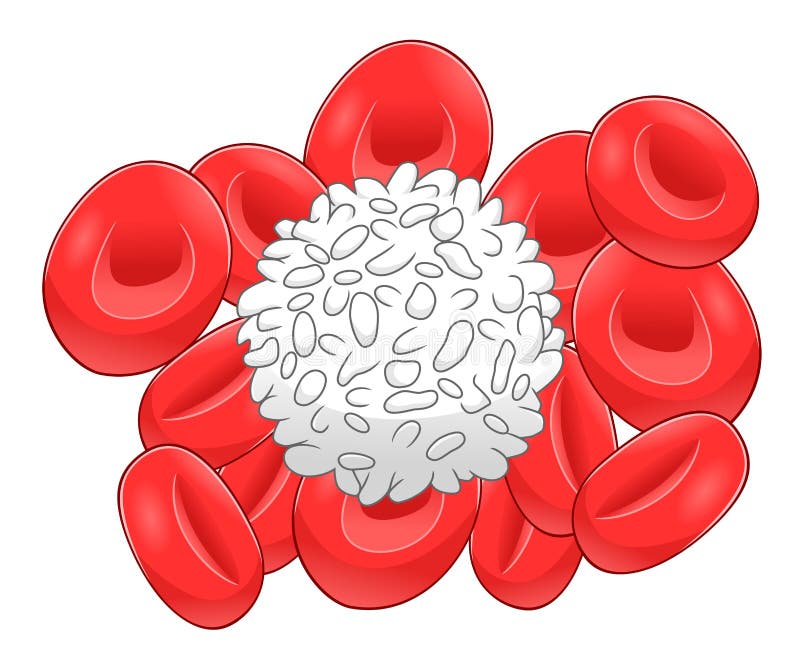 Leukocyte stock vector. Illustration of erythrocyte, science - 96315817