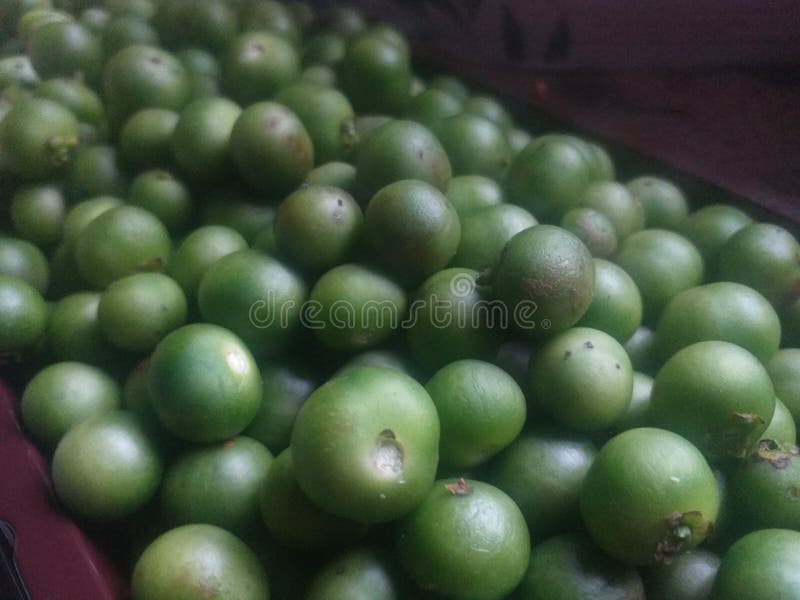 Leunca fruit ready to cook stock photo. Image of vegetable - 205187442