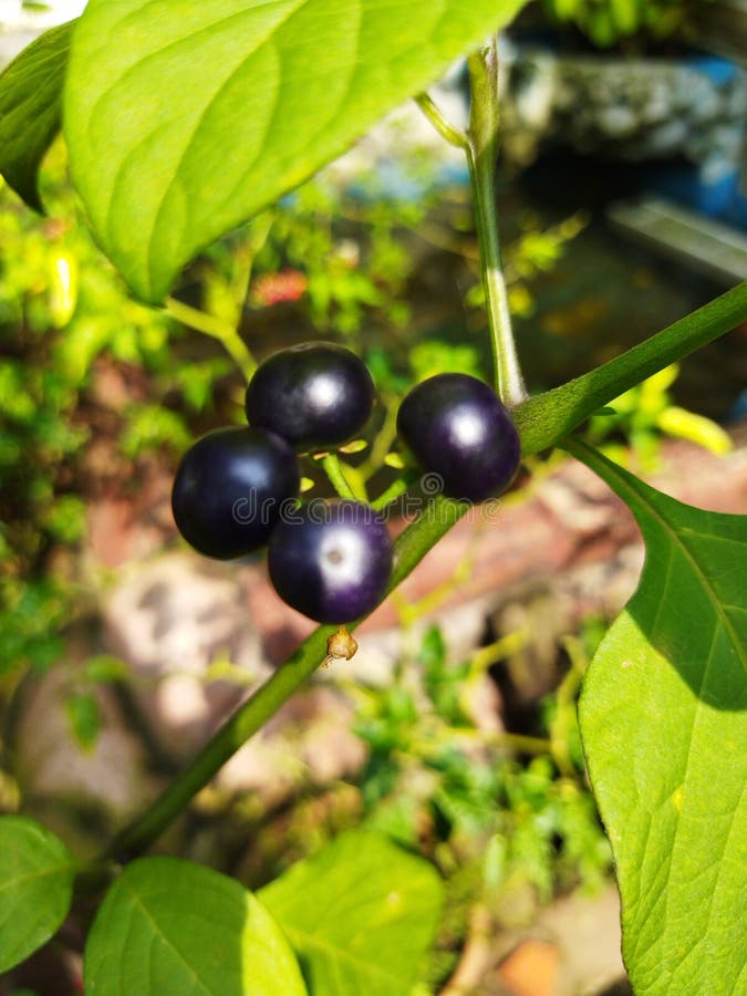 Leunca or Solanum nigrum stock image. Image of nutrition - 158892269