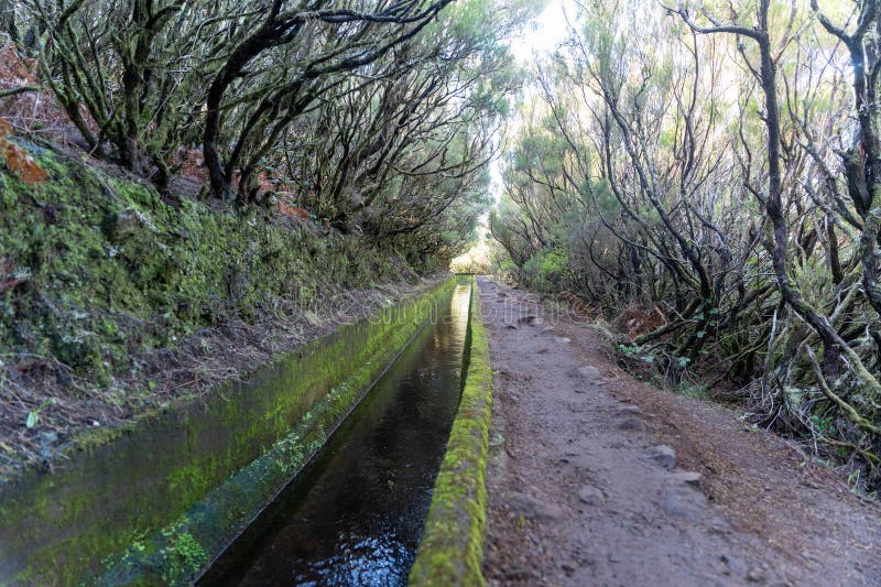 A Levada Channel Runs Alongside, with Water Flowing Over the Moss ...