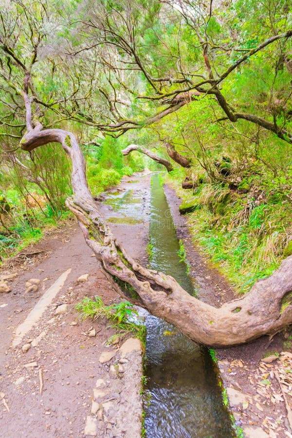 Levada Das 25 Fontes and Levada Do Risco Stock Image - Image of cascade ...