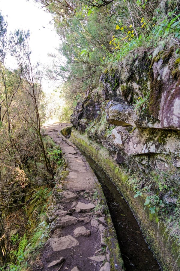 Levada walk in Madeira stock photo. Image of water, forest - 146738636