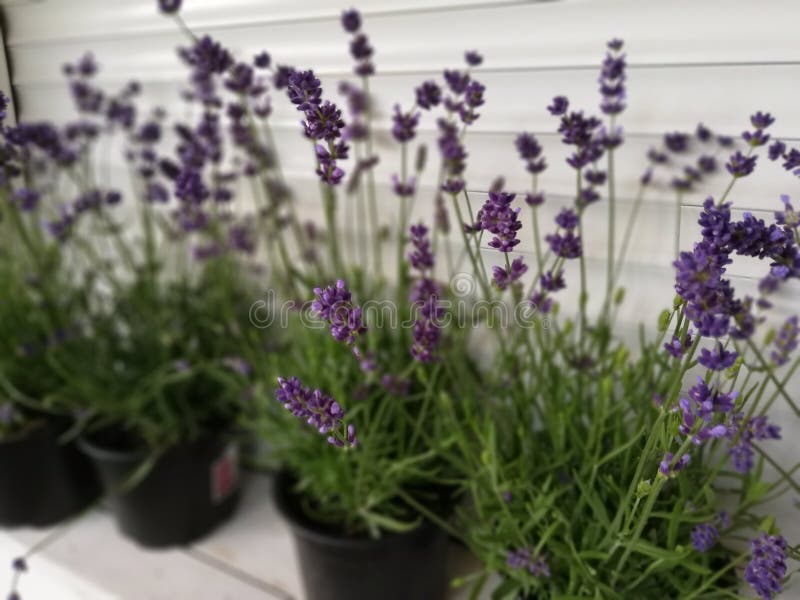 Levanda Stock Photos - Free & Royalty-Free Stock Photos from Dreamstime