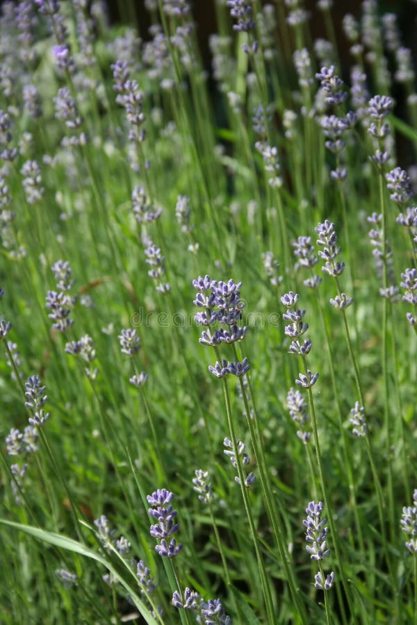 Levander stock image. Image of colourful, flower, plants - 53315631