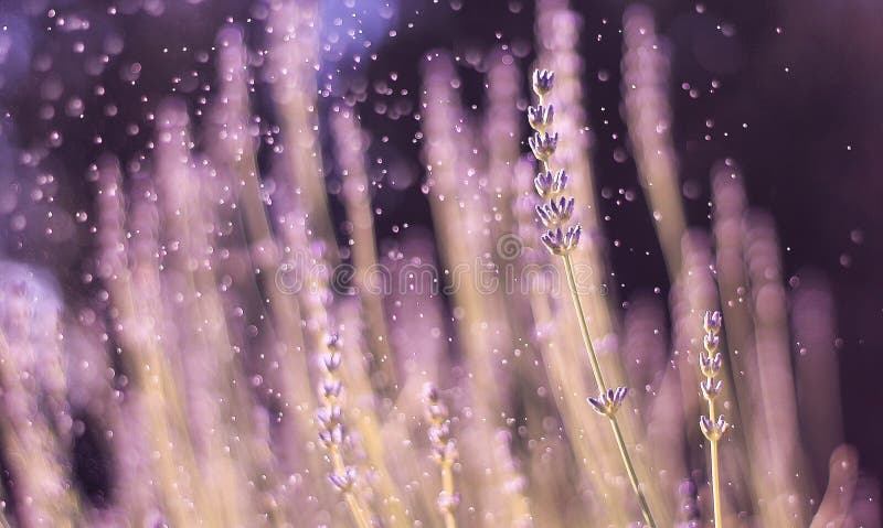 Levander editorial stock photo. Image of fresh, purple - 95136628