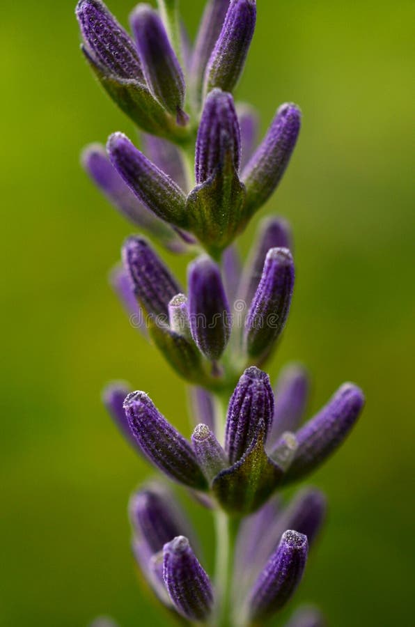 Levander stock image. Image of flowers, daylight, field - 108460451
