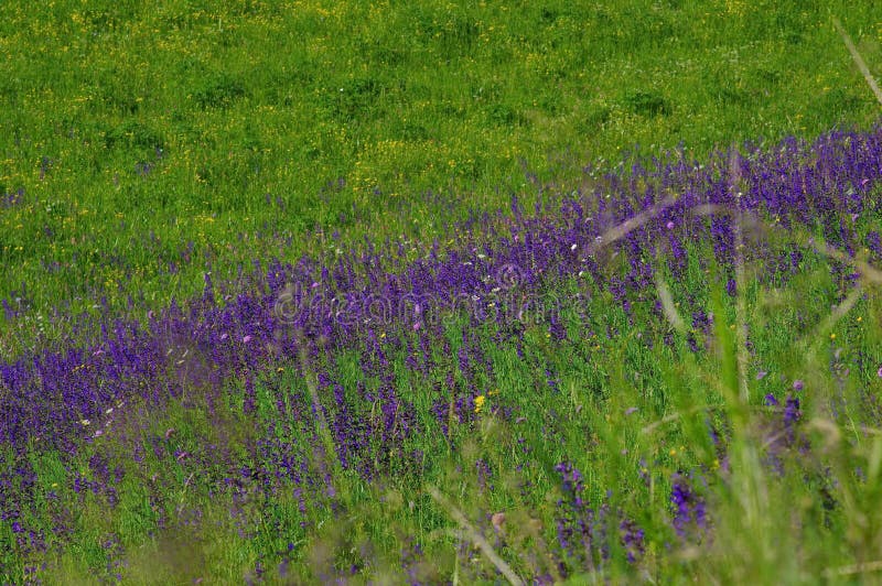 Levander stock photo. Image of agriculture, fields, botanical - 93684340