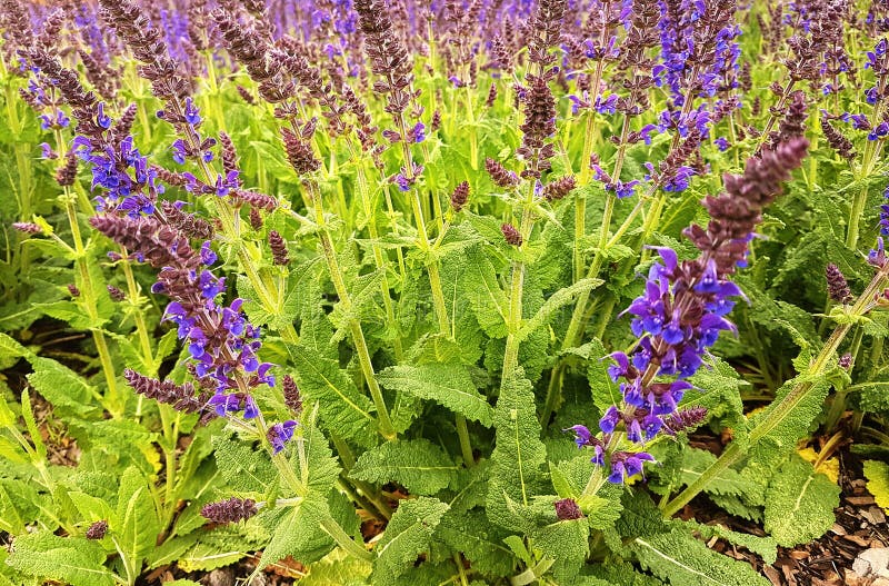 Levander stock photo. Image of flower, levander, purple - 90936084