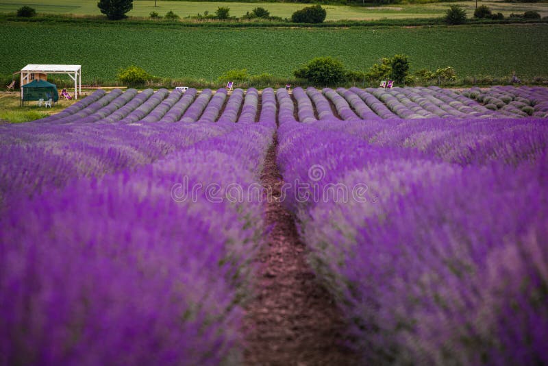 Levander field stock photo. Image of herb, blue, farm - 245369372