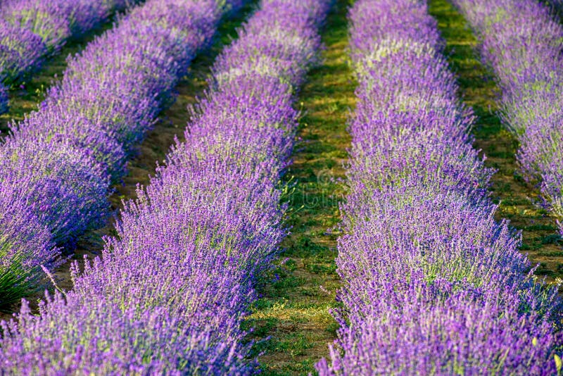 Levander Fields stock photo. Image of blooming, lavender - 98240606
