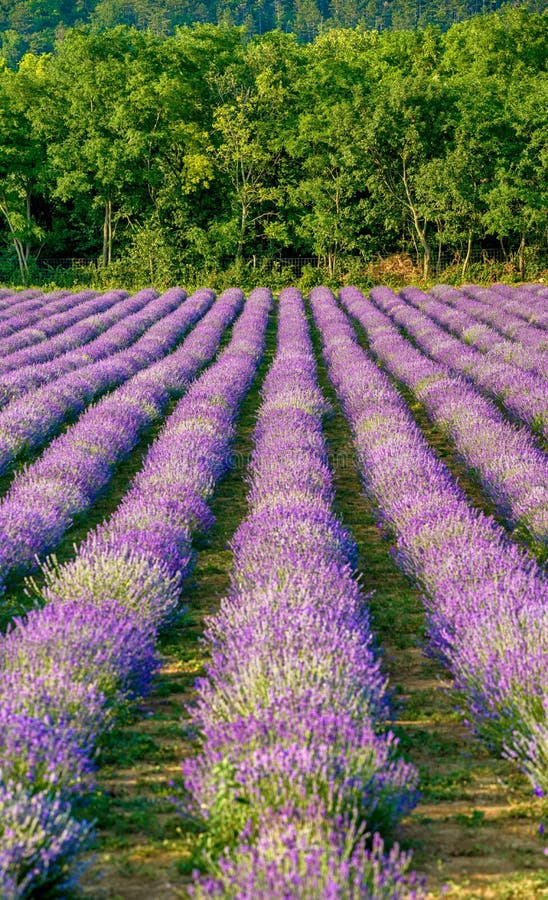 Levander Fields stock photo. Image of country, lines - 98941088