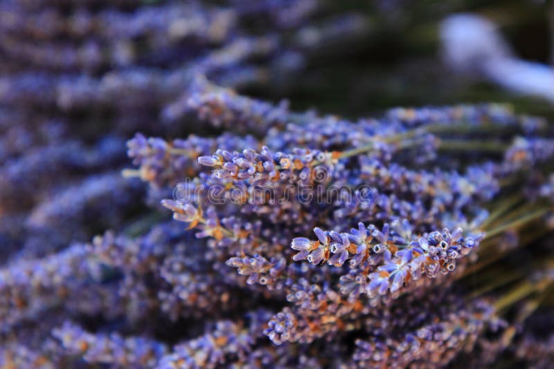 Levander stock image. Image of colourful, flower, plants - 53315631