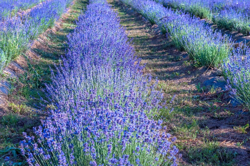 Levander Flower on the Garden Stock Photo - Image of plantation, macro ...