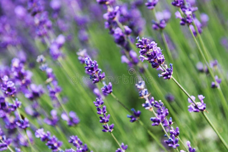 Levander flower stock image. Image of french, nature - 95697459